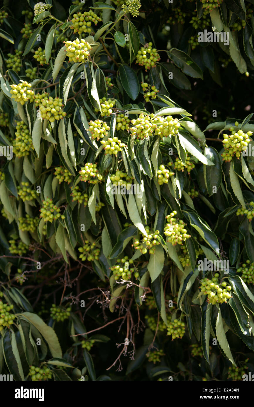 Yellow tree seeds hi-res stock photography and images - Alamy