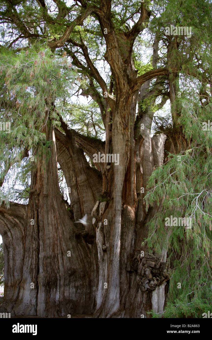 Taxodium mucronatum hi-res stock photography and images - Alamy