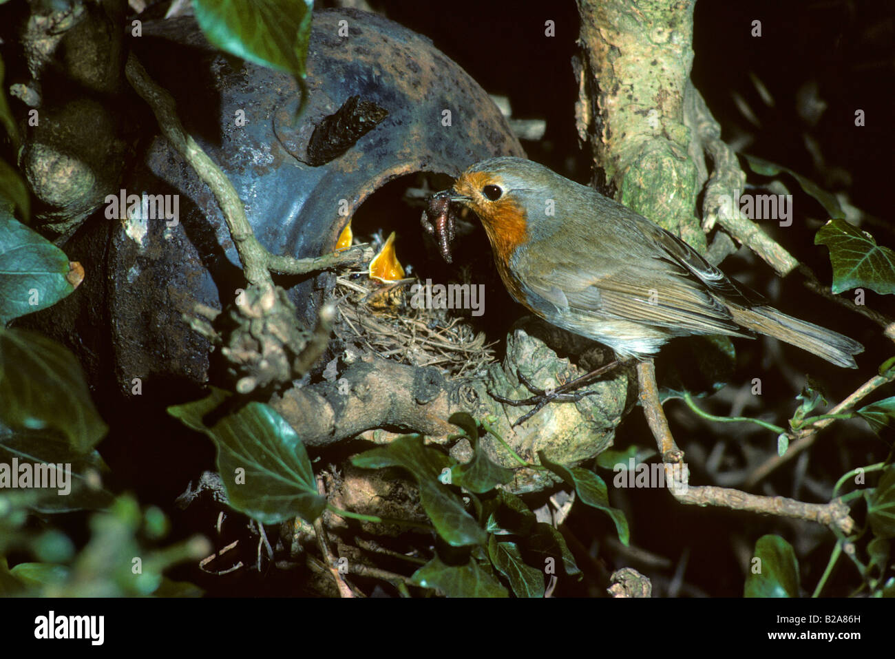 European Robin Erithacus rubecula nesting in an old iron kettle in a ...