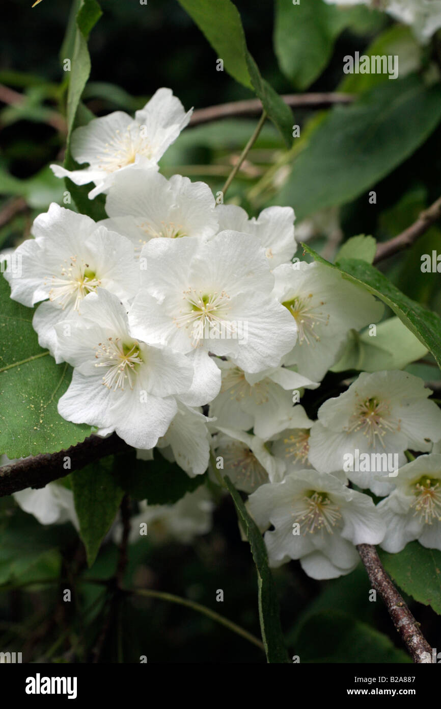 Hoheria hi-res stock photography and images - Alamy