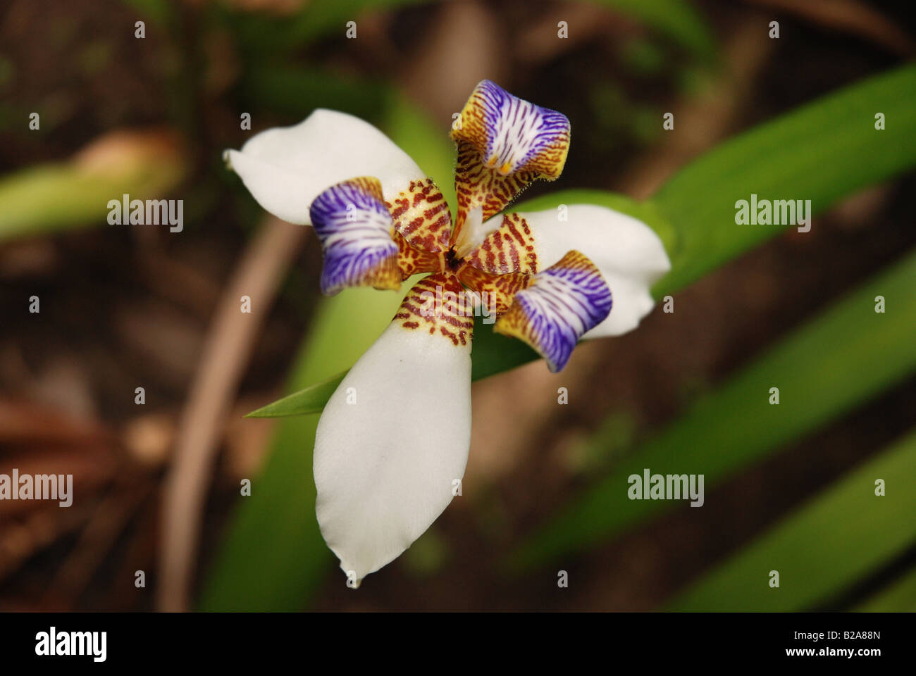 tropical flower Atlantic forest flora lirio Brasil Brazil Stock Photo ...