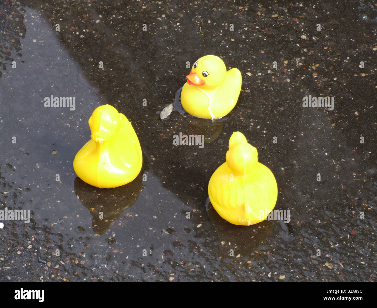 three toy rubber ducks in pool of water on street Stock Photo - Alamy