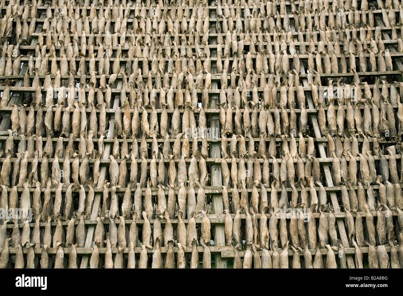 Fish drying on frame hi-res stock photography and images - Alamy
