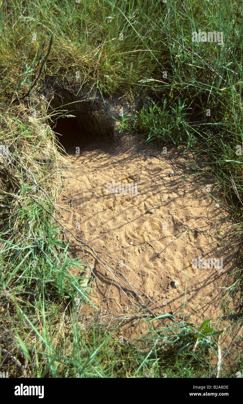 Shelduck tracks into a rabbit burrow where the duck is nesting. Tadorna ...