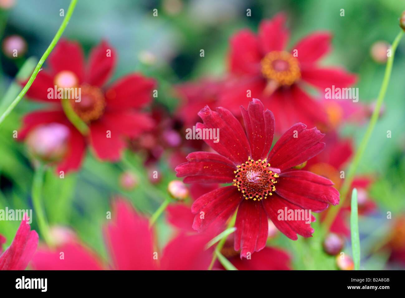 Coreopsis perennial hi-res stock photography and images - Alamy