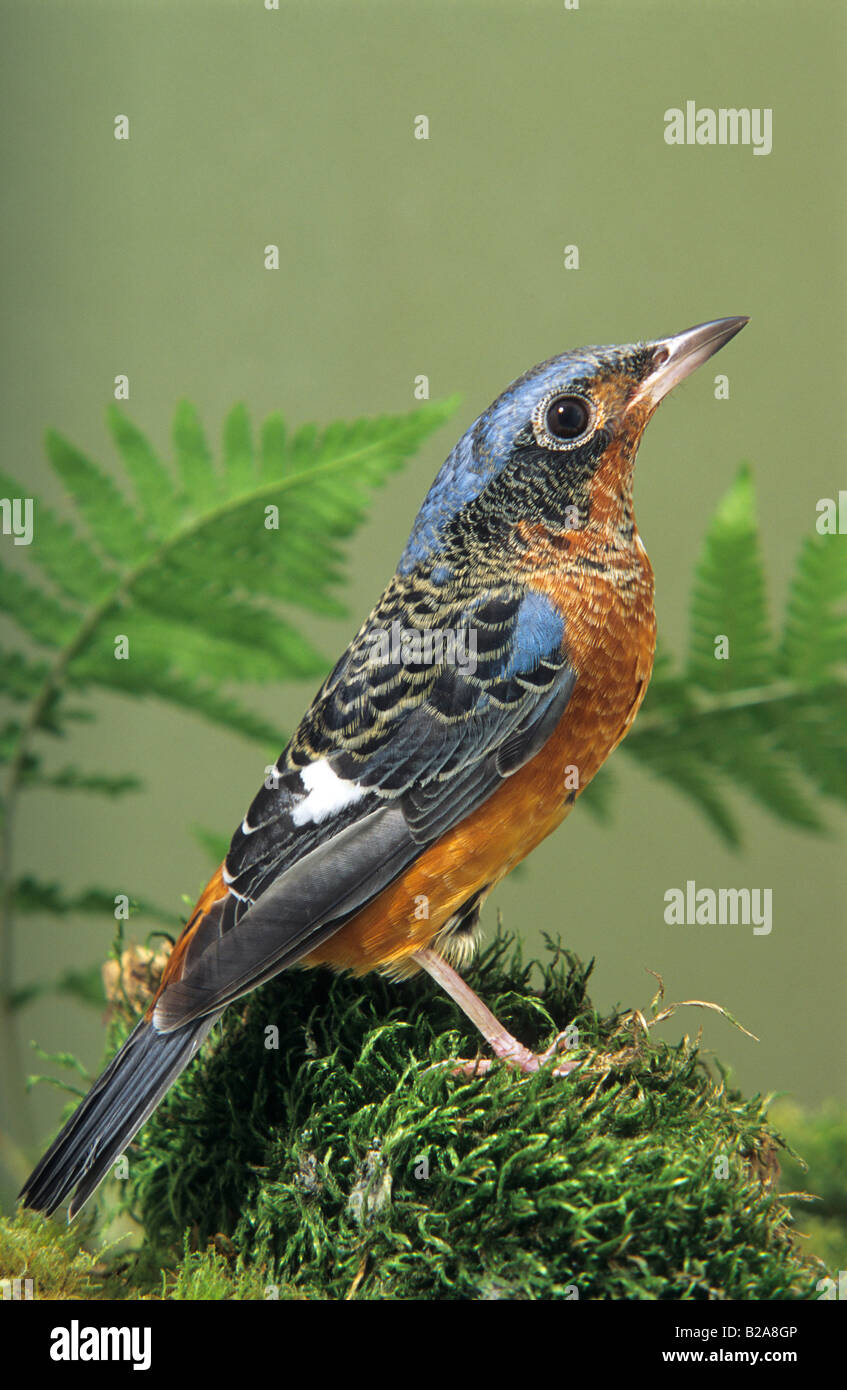 White Throated Rock Thrush (Monticola gularis) French: Monticole à ...