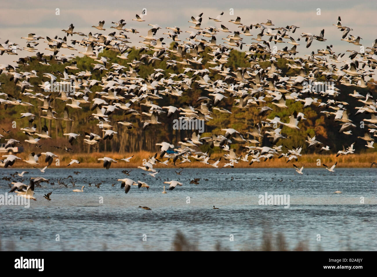 Chincoteague virginia winter hi-res stock photography and images - Alamy