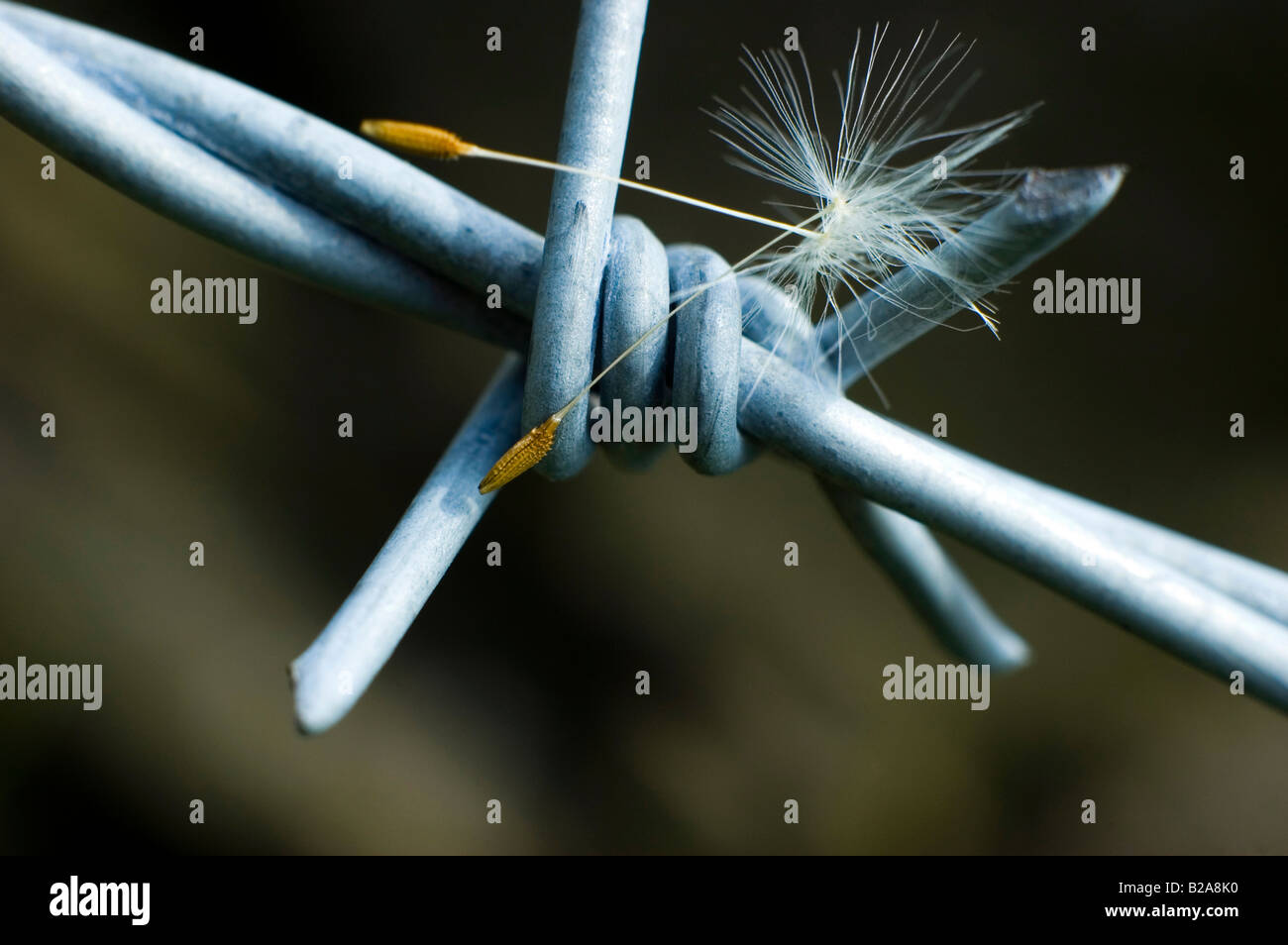 close up dandelion seeds caught on barbed wire Stock Photo - Alamy