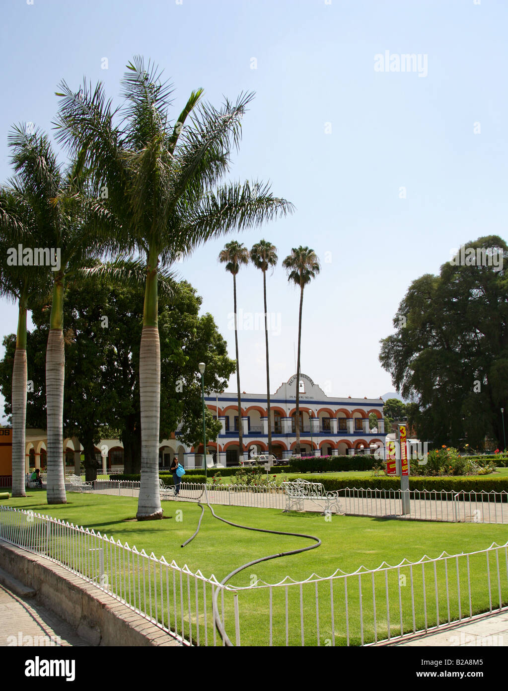 Cuban Royal Palms, Roystonia regia, Arecaceae Growing in the Municipal Palace Gardens, Santa ...