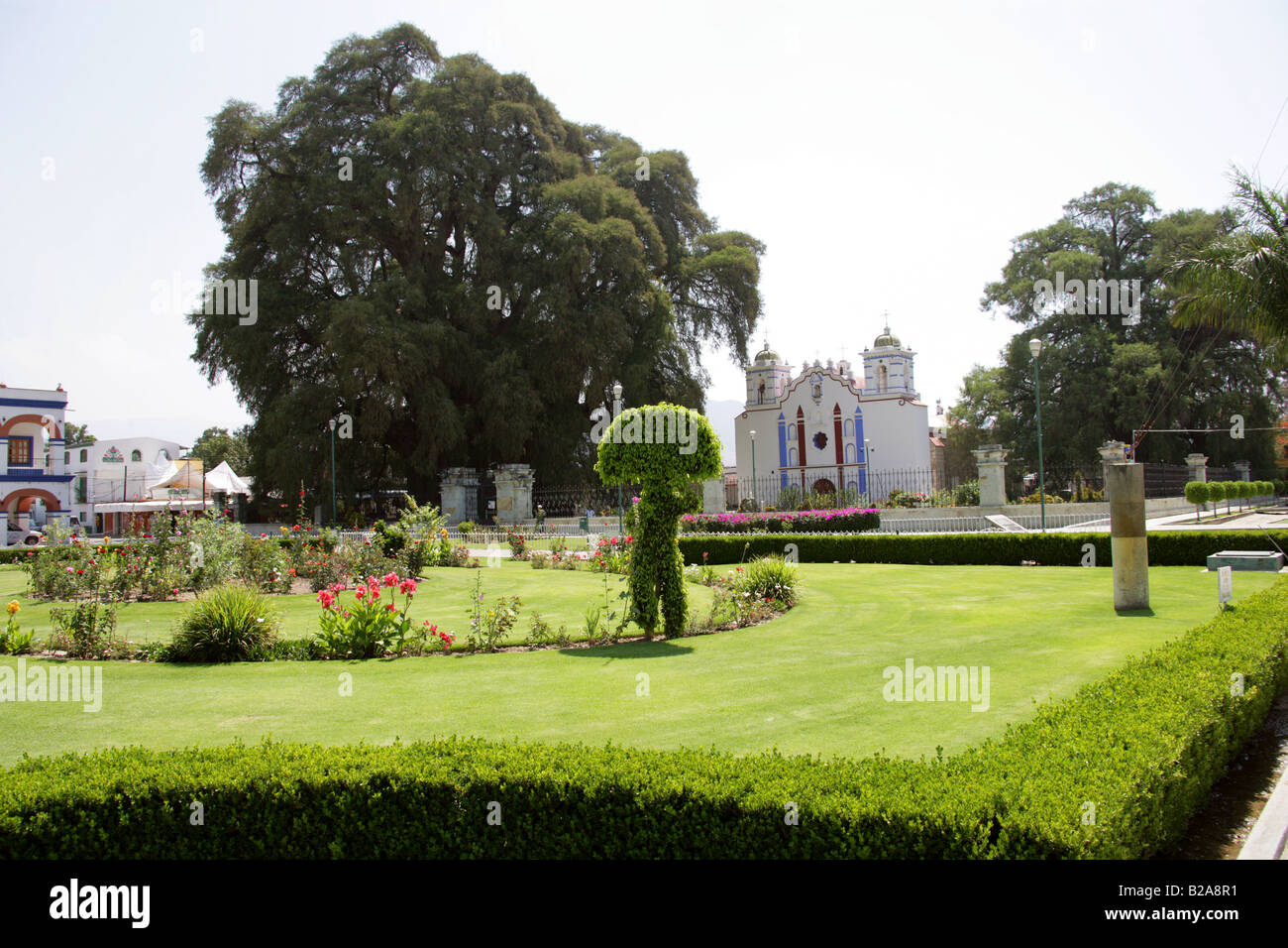 The Tule Tree High Resolution Stock Photography and Images - Alamy