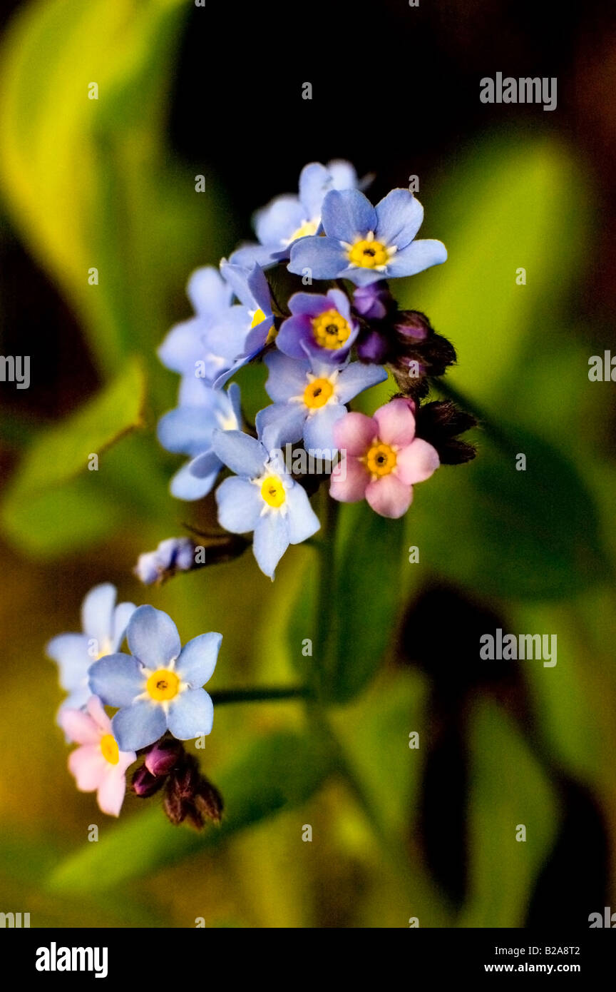 FORGET ME NOTS Stock Photo - Alamy