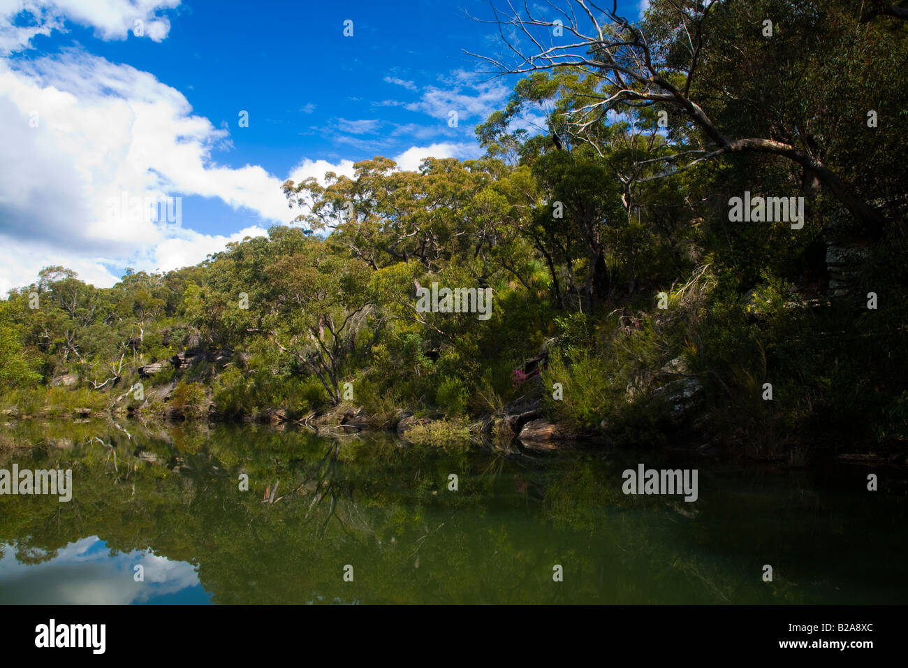 Australia New South Wales Heathcote National Park Native bush near to a ...