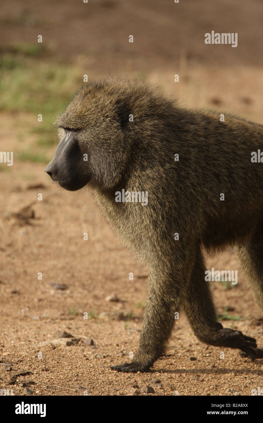 Dangerous baboon hi-res stock photography and images - Alamy