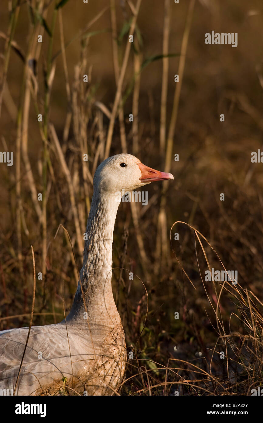Wild Domestic Goose Stock Photo - Alamy