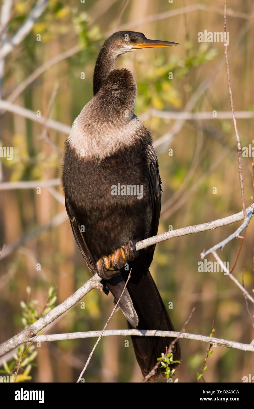 Anhinga (Anhinga anhinga) female Stock Photo - Alamy