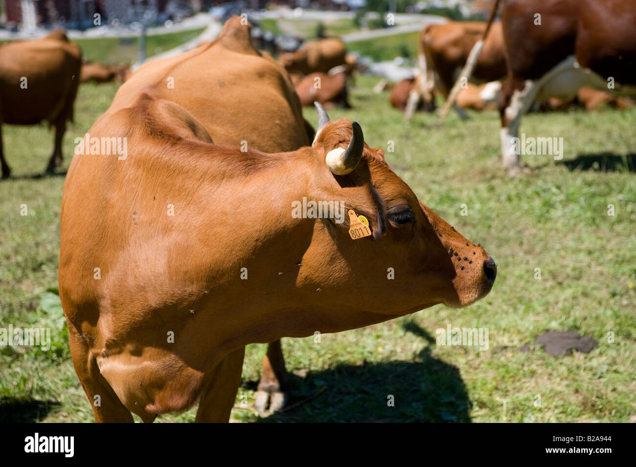 tarine dairy cattle above la plagne in summer pastures Stock Photo - Alamy