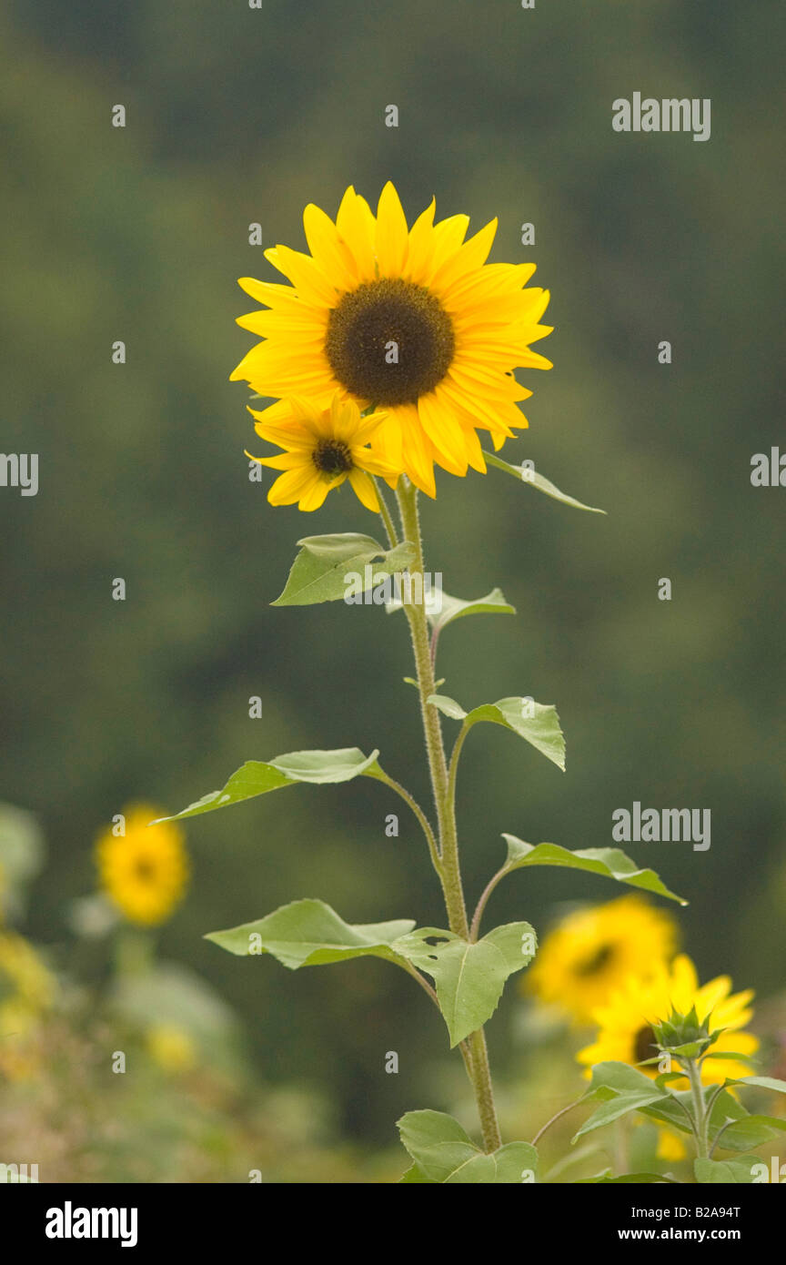 Lonely Sunflower Helianthus annuus Asteraceae with a large flowering ...
