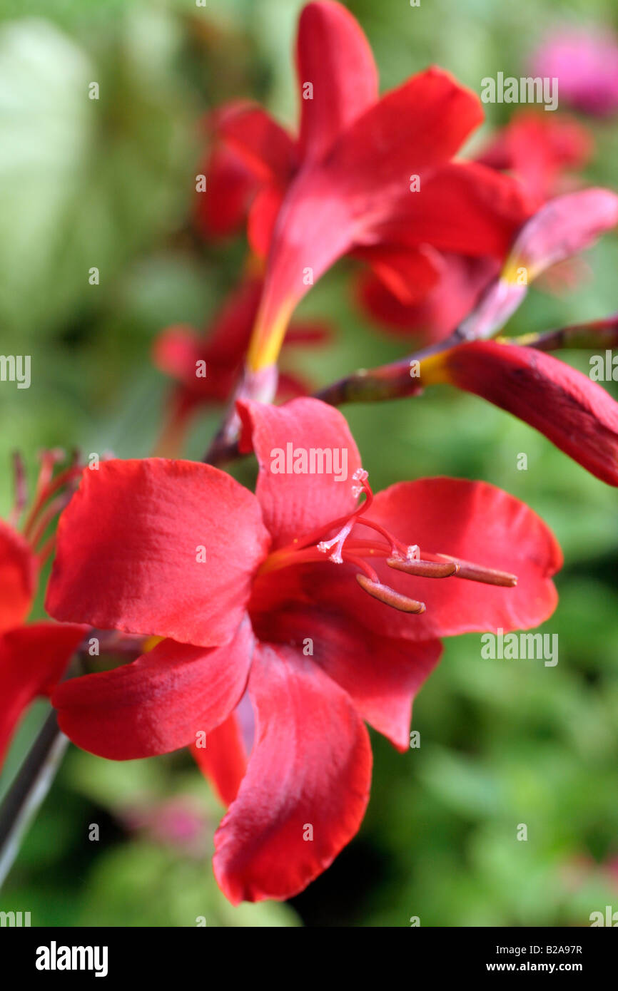 Montbretia hellfire hi-res stock photography and images - Alamy