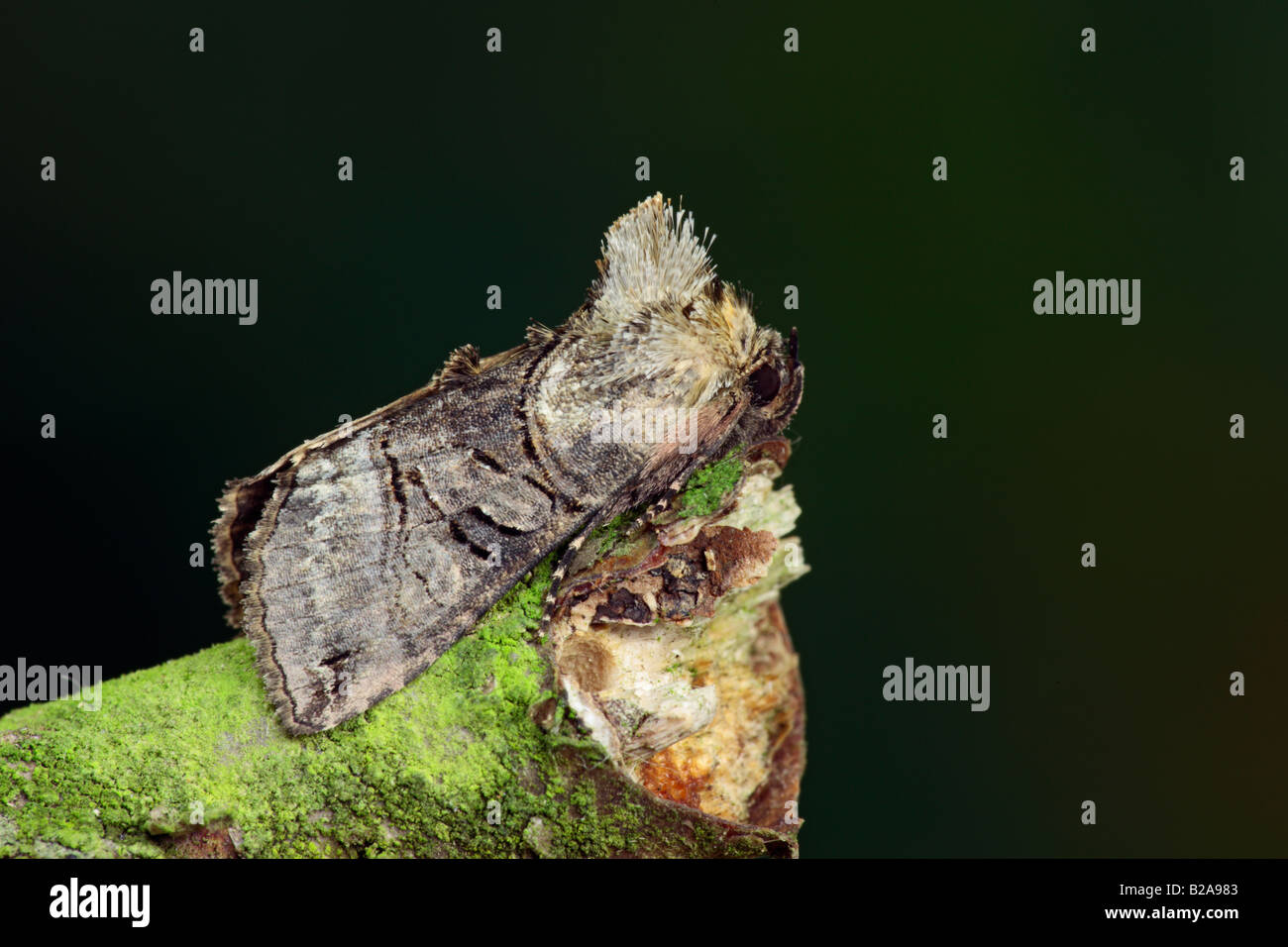 Spectacle Moth Stock Photos & Spectacle Moth Stock Images - Alamy