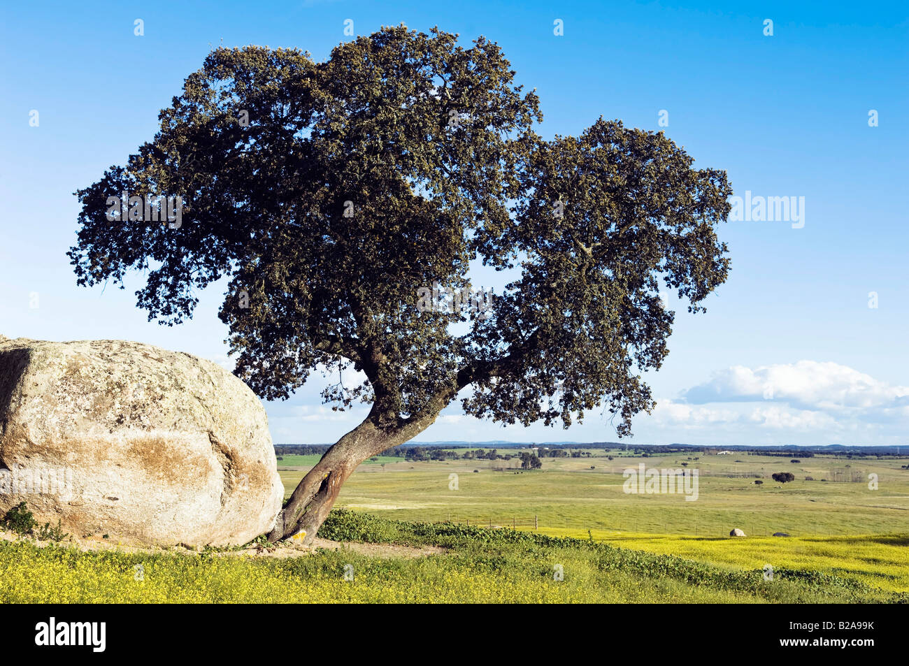 Lone tree alentejo portugal hi-res stock photography and images - Alamy