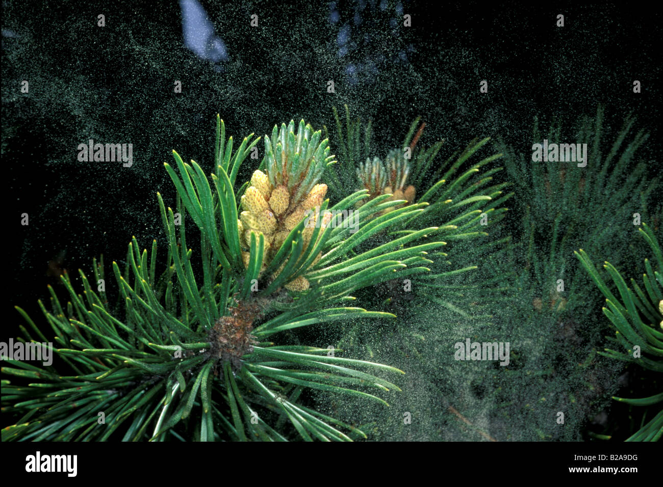 impollination pollen conifere polline pino cembro Pinus cembra ...