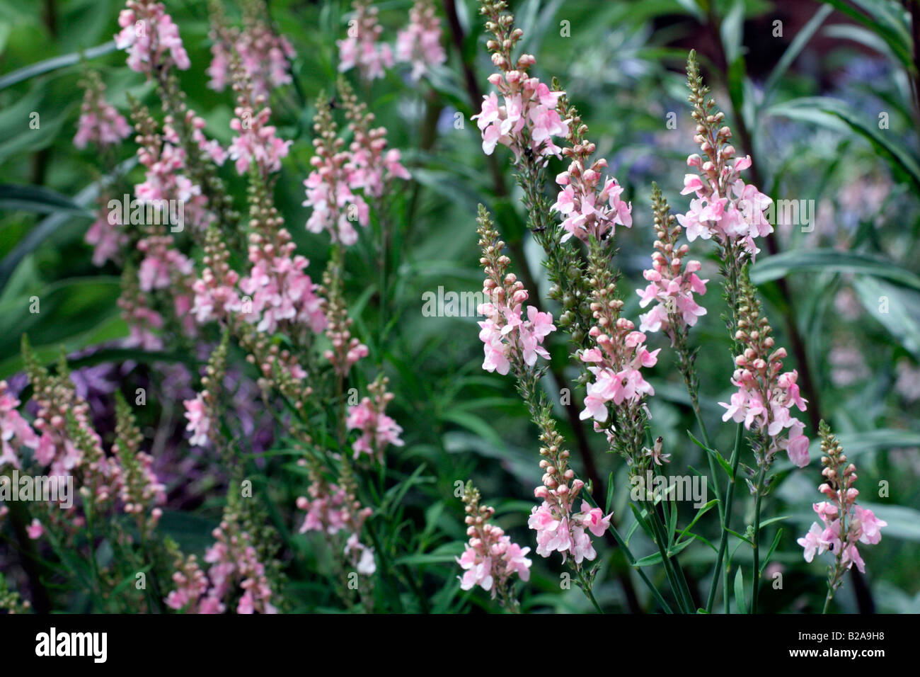 Linaria purpurea canon went pink spike summer perennial herbaceous hi ...
