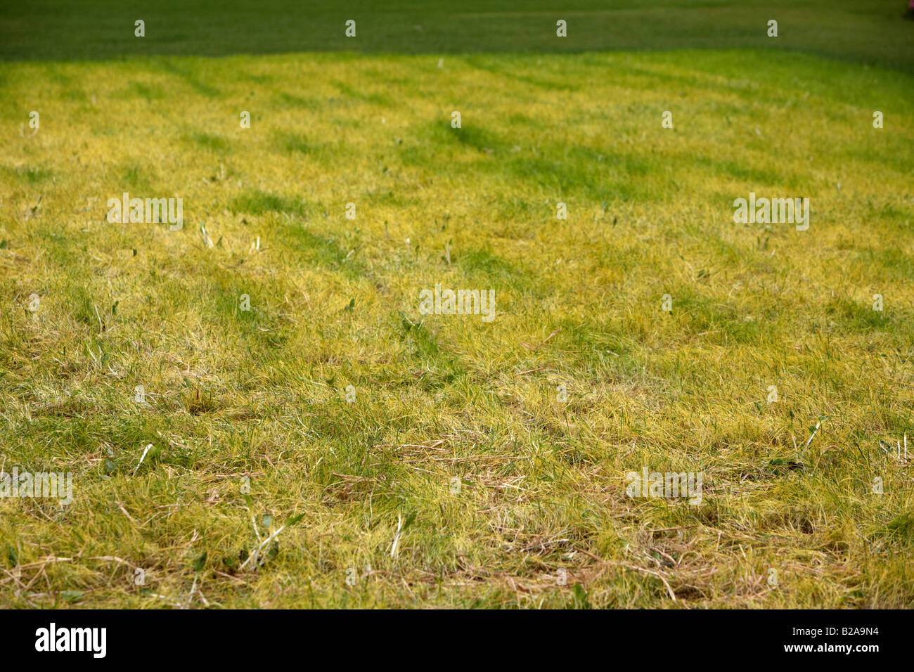 Yellow Patches On Lawn