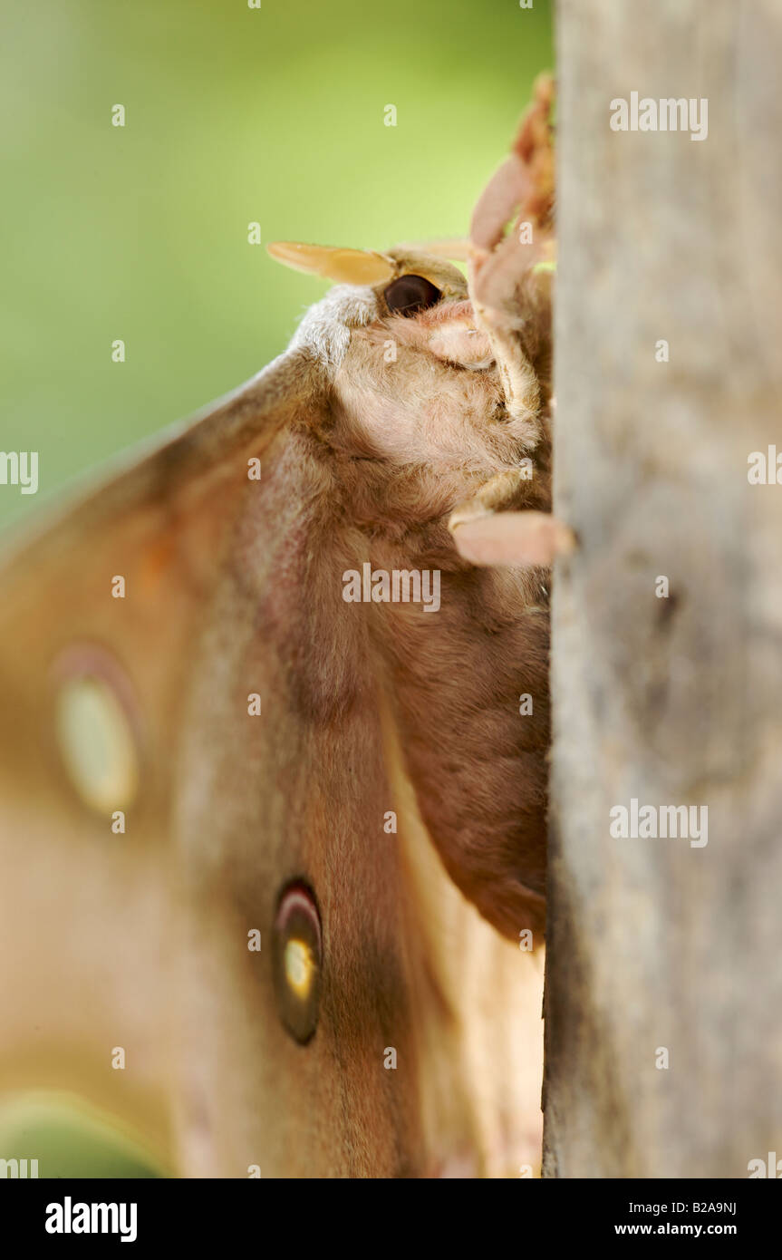 Butterfly face hi-res stock photography and images - Alamy