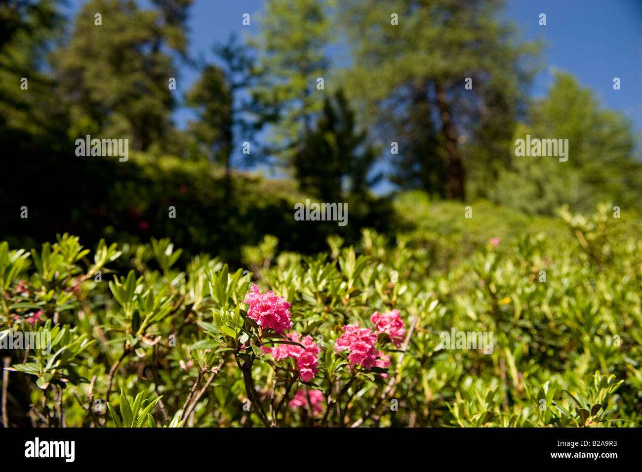 Wild azalea hi-res stock photography and images - Alamy