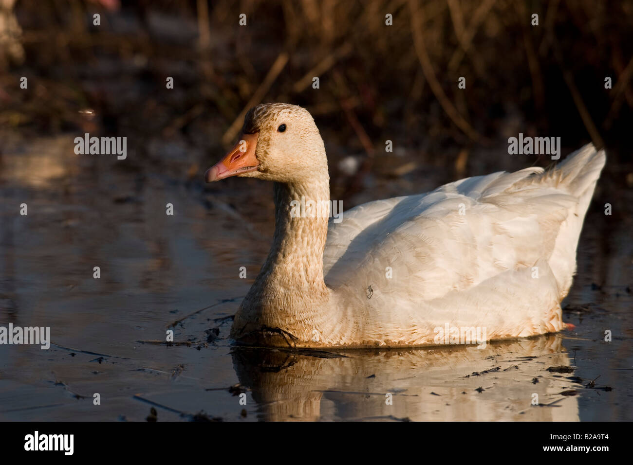 Goose on water hi-res stock photography and images - Alamy