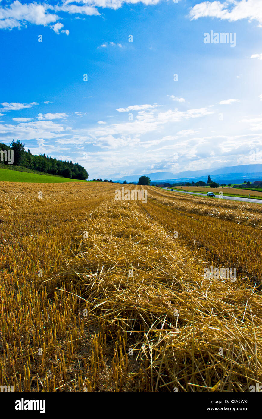 Cut hay drying in the sun, waiting to bailed Stock Photo - Alamy