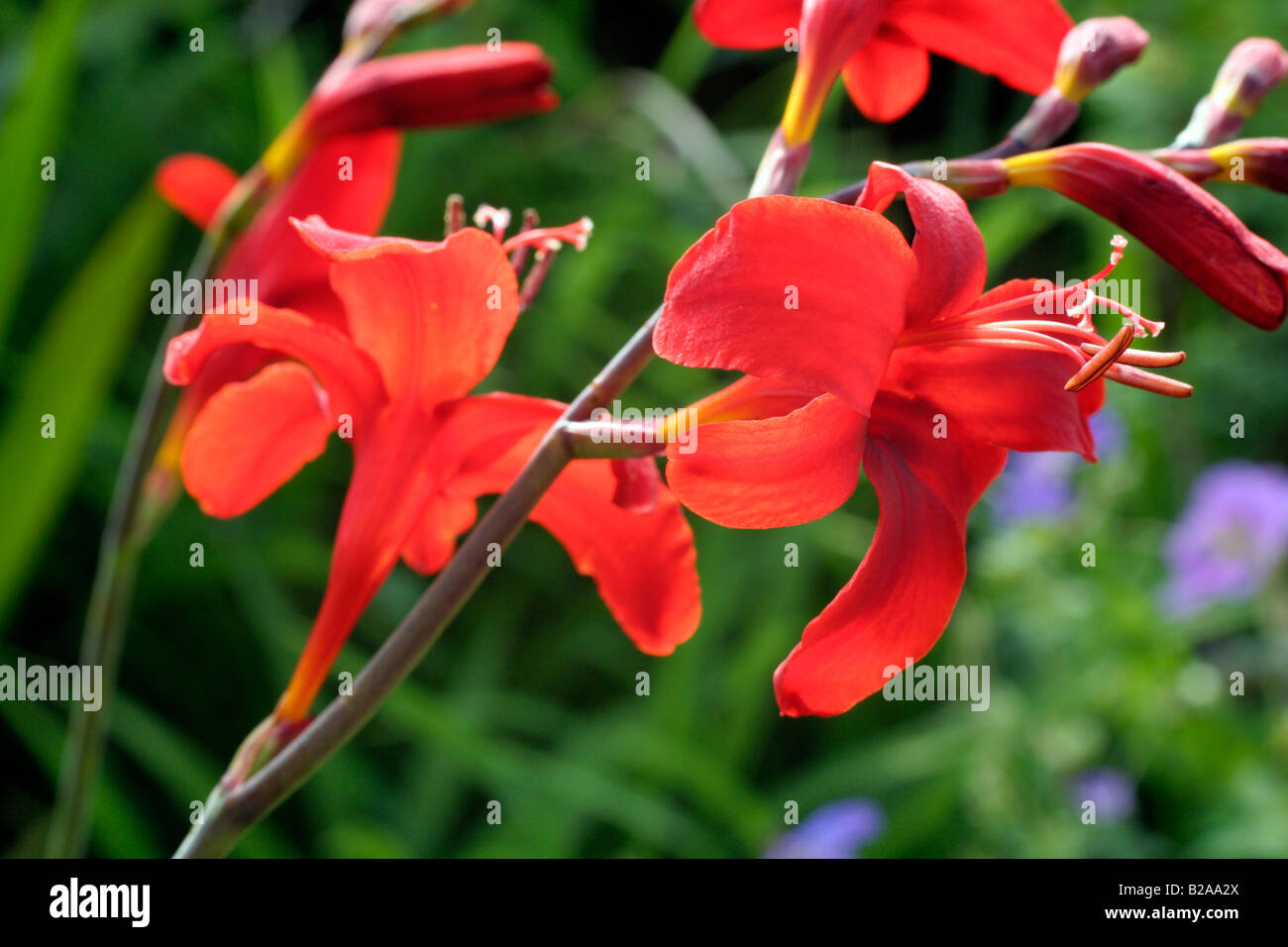 Crocosmia hellfire hi-res stock photography and images - Alamy