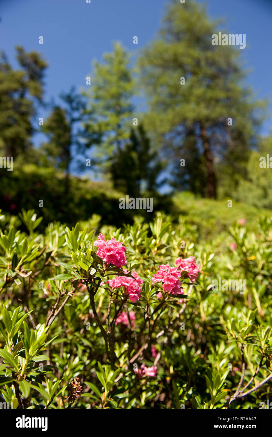 Wild azalea hi-res stock photography and images - Alamy