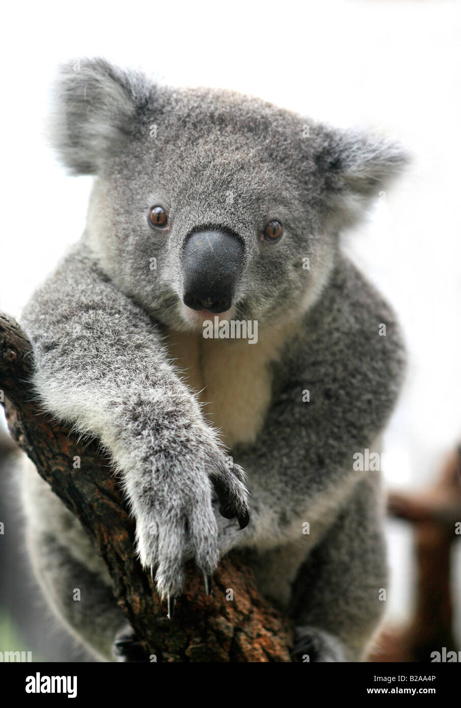 Cute wild bear hi-res stock photography and images - Alamy