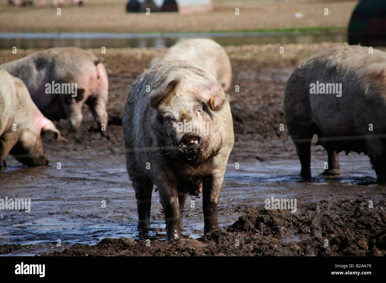 Pigs in mud hi-res stock photography and images - Alamy