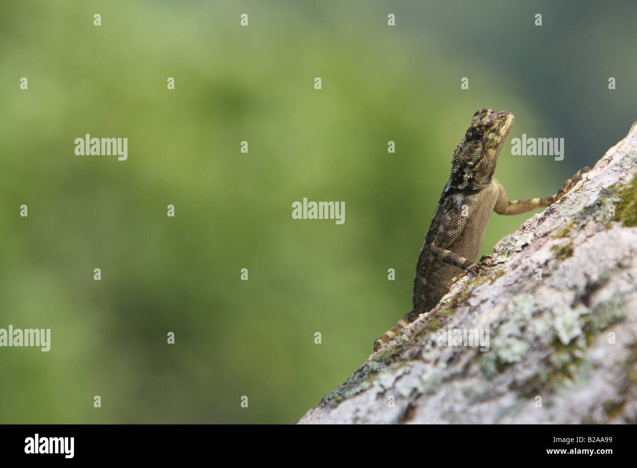 lizard on branch of tree Stock Photo - Alamy