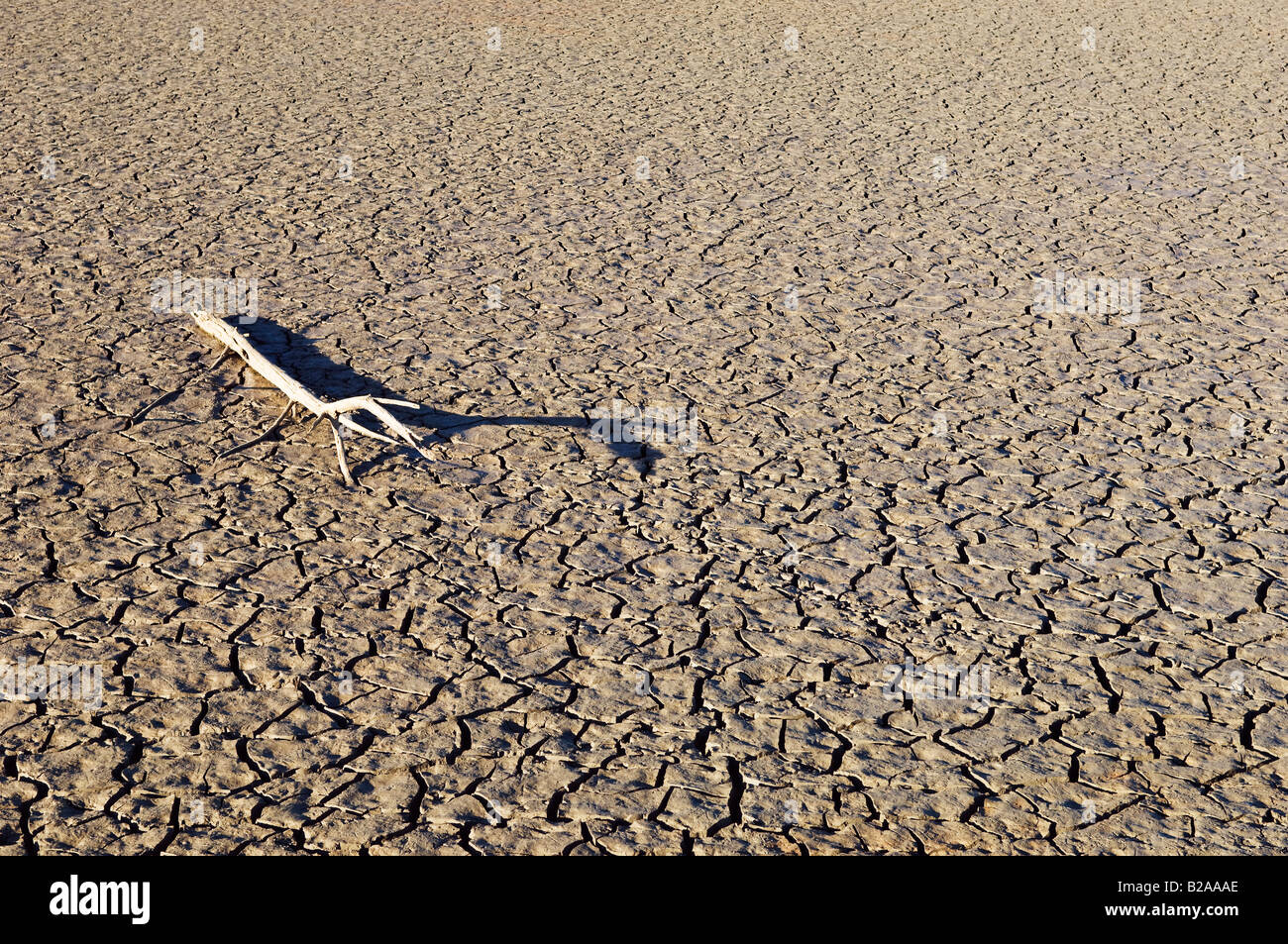 Dead tree branch laying in a field of cracked mud Stock Photo - Alamy