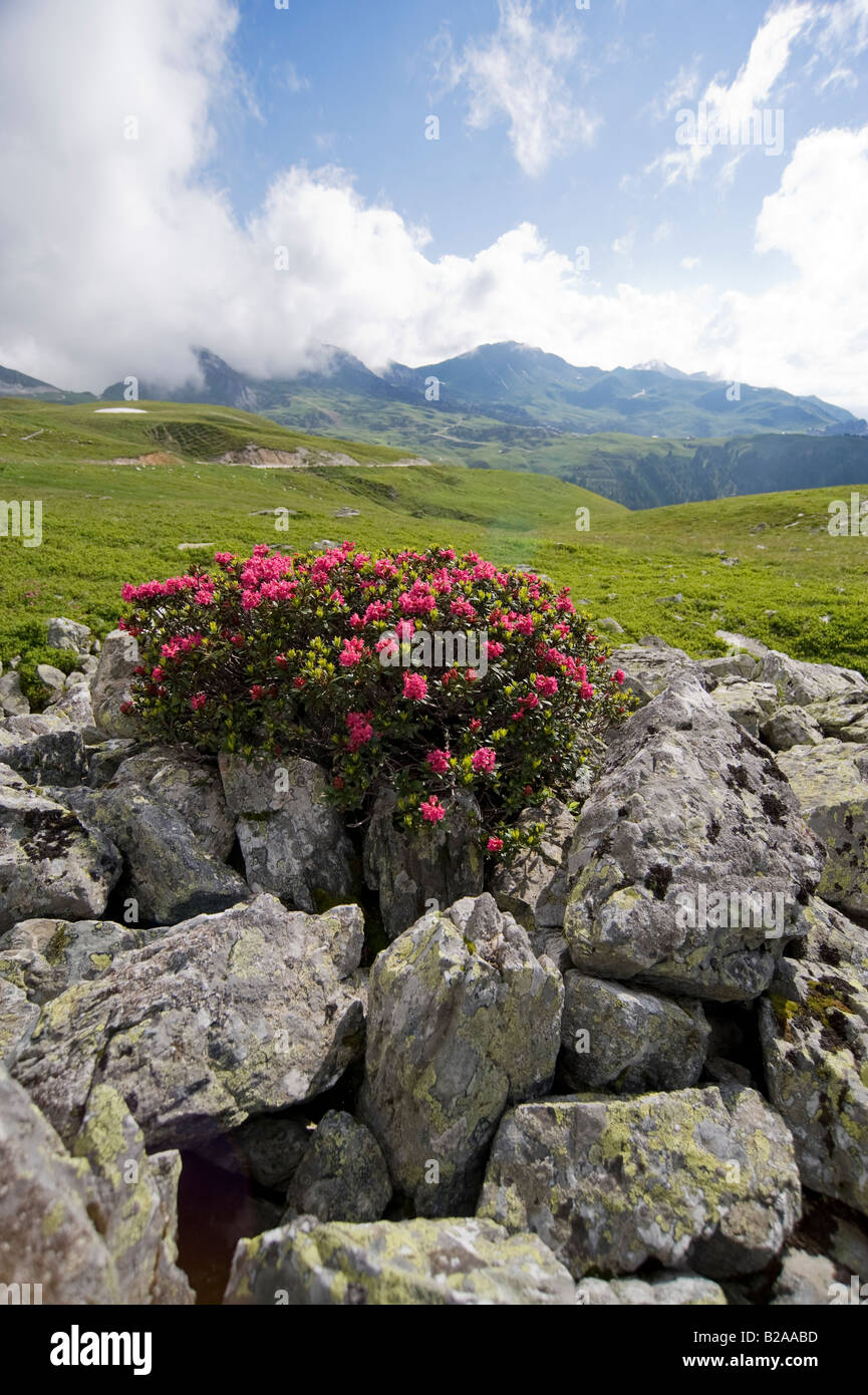 wild azalea growing on rock outcrop french alps Stock Photo - Alamy