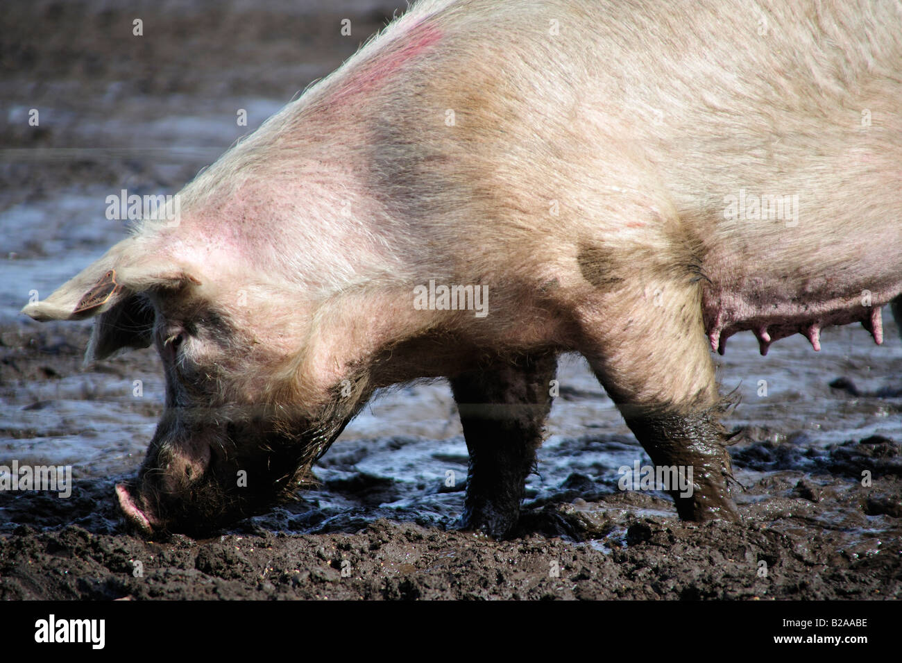 Pig in Mud Stock Photo - Alamy
