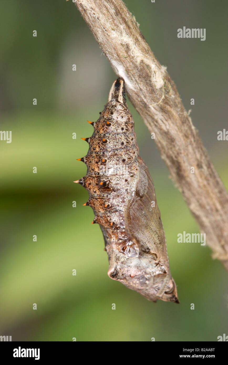 Mourning Cloak Nymphalis antiopa Santa Catalina Mountains Tucson ...
