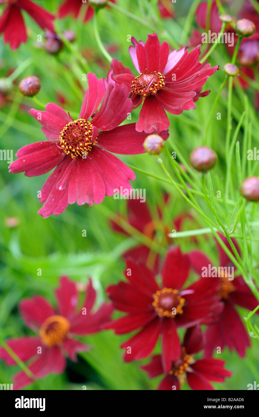 COREOPSIS LIMEROCK RUBY Stock Photo - Alamy
