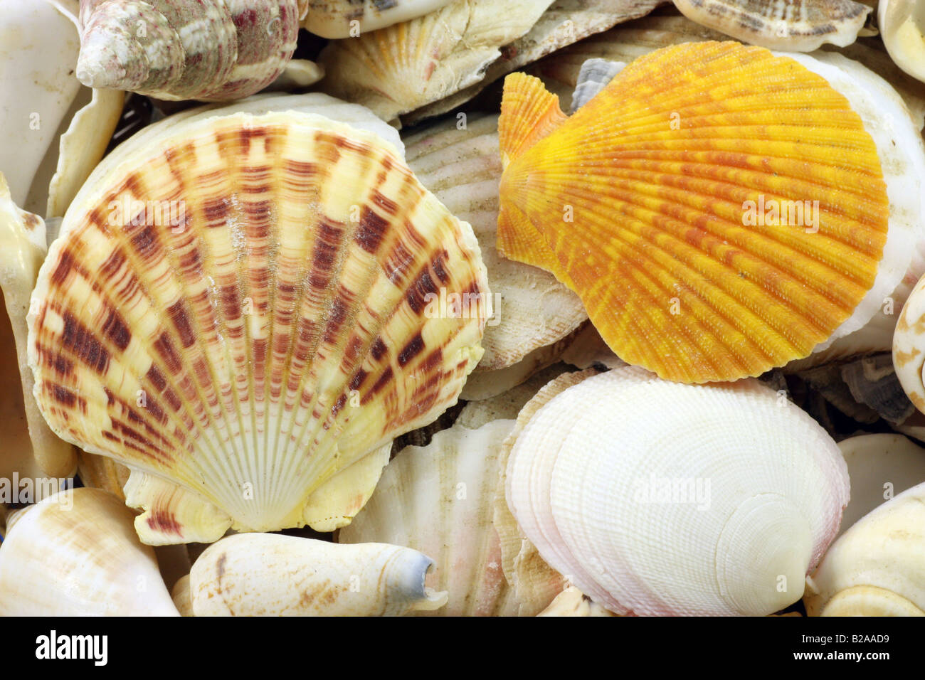 Assortment shells hi-res stock photography and images - Alamy