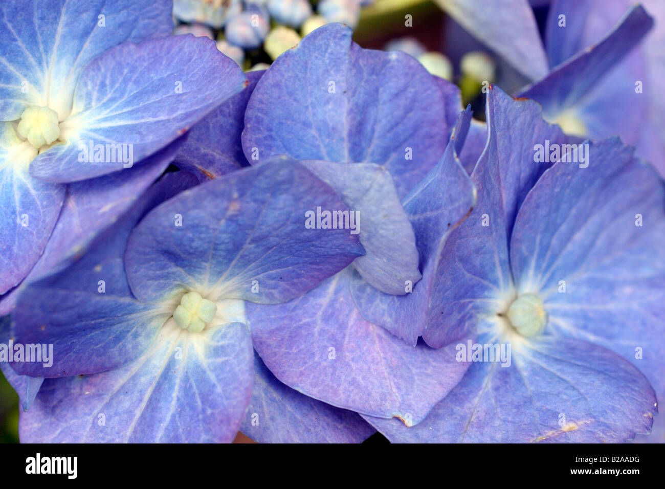 Hydrangea macrophylla mophead blue hi-res stock photography and images ...