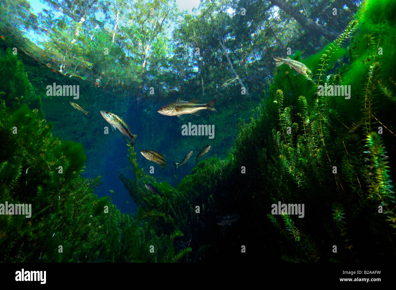 Largemouth bass Micropterus salmoides Wacissa river Florida Stock Photo ...