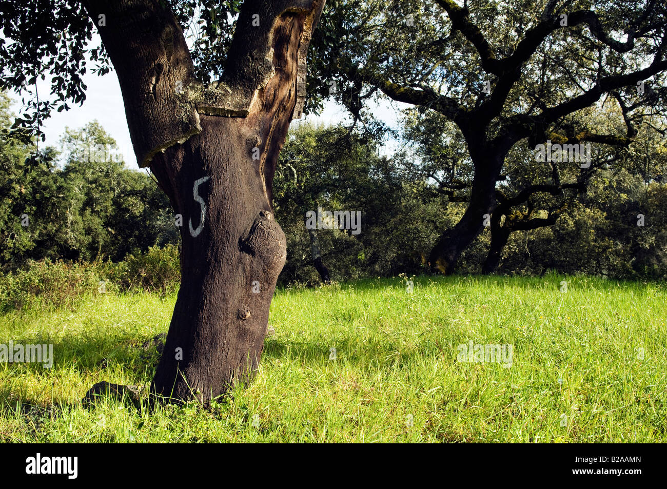 Cork trees Quercus suber in the south of Portugal Stock Photo - Alamy
