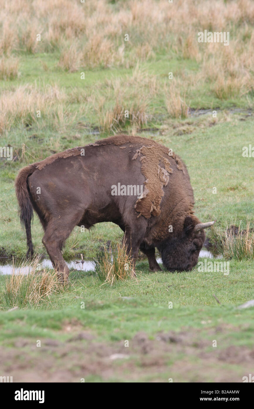 EUROPEAN BISON GRAZING SIDE VIEW Stock Photo - Alamy