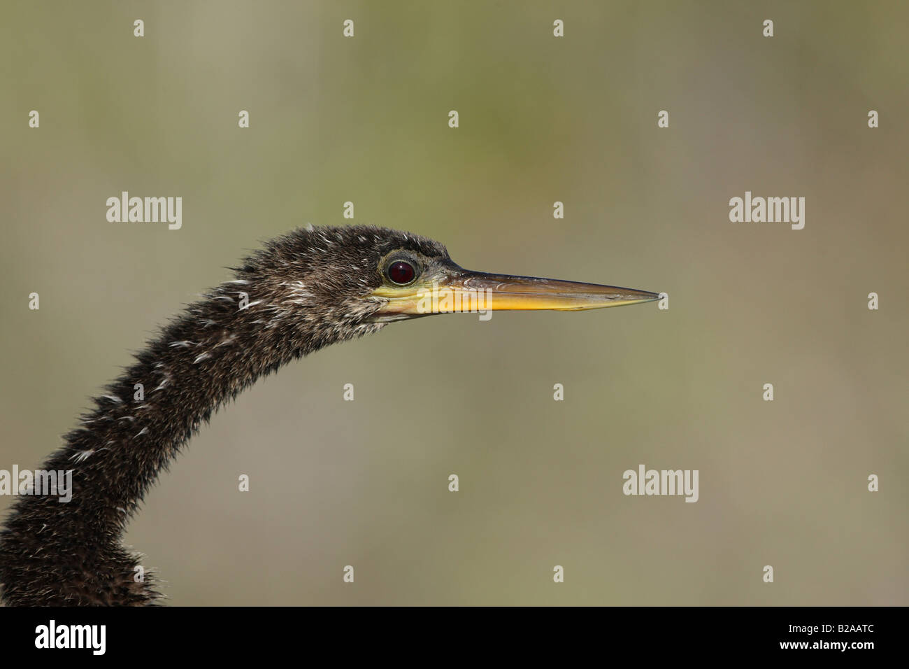 Anhinga (Snake Bird Stock Photo - Alamy