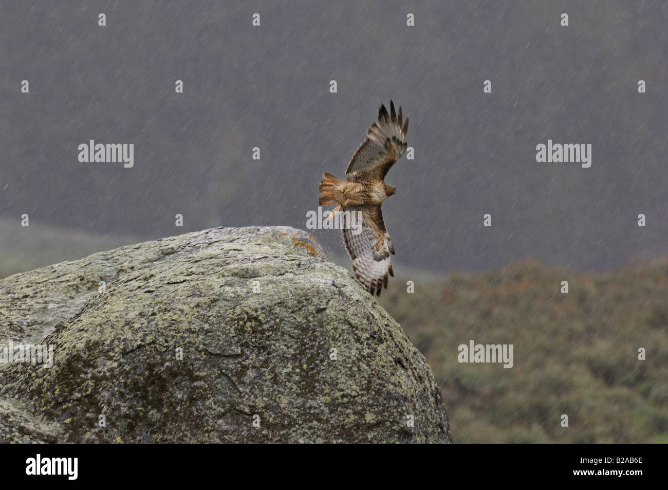 Red-tailed Hawk on boulder in snowstorm Stock Photo - Alamy