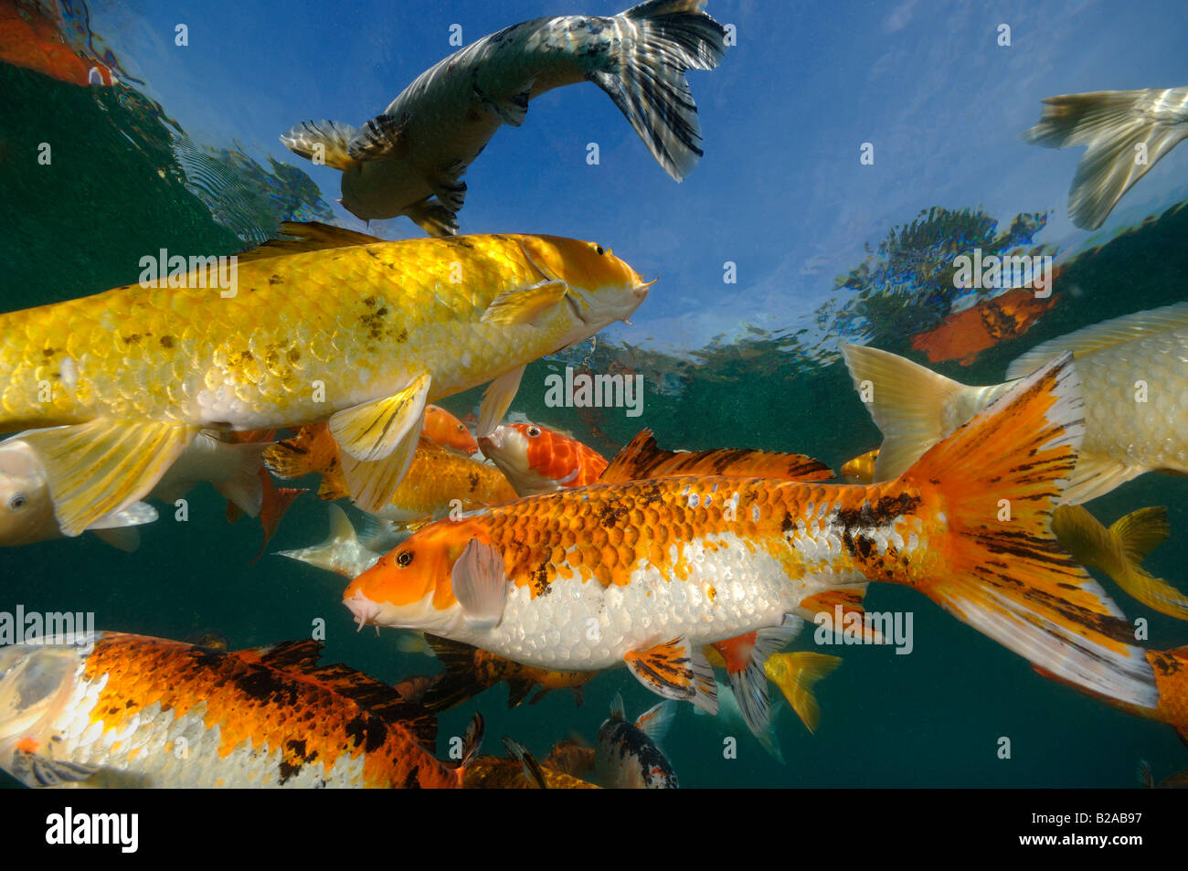 Freshwater fish of china hi-res stock photography and images - Alamy