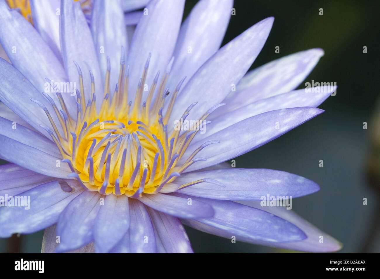 Islamorada Water Lily Stock Photo - Alamy